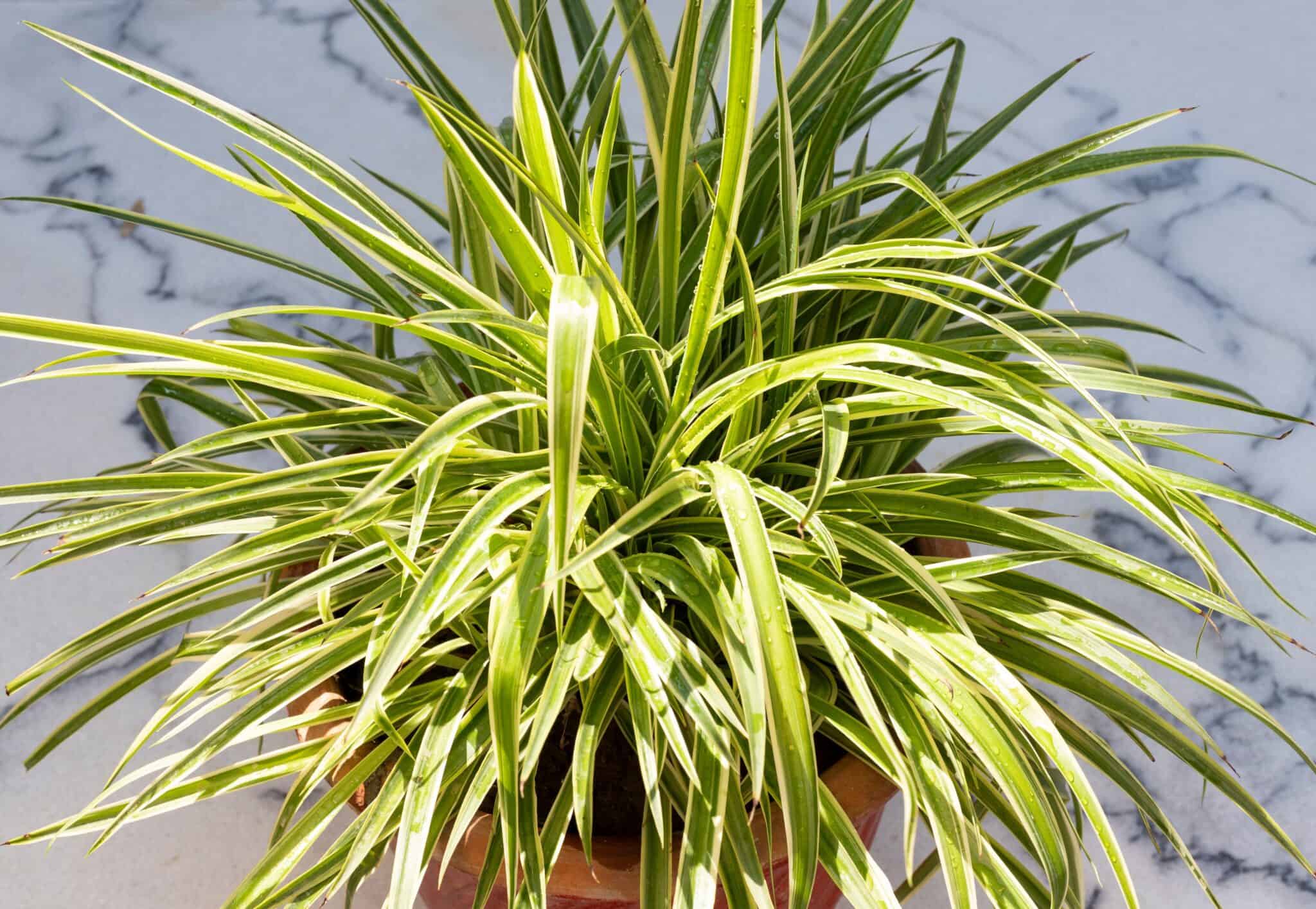 Beyond the Dome | Manila Ocean Park